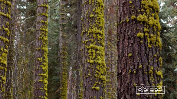 خزه و گلسنگ یکی از روش‌های جهت‌یابی در طبیعت | جهت‌یابی | کوچنورد